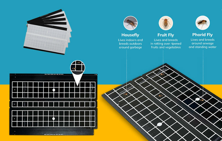 Fly Catcher Glue Pads - High-Quality Pads for Effective Fly Control ...