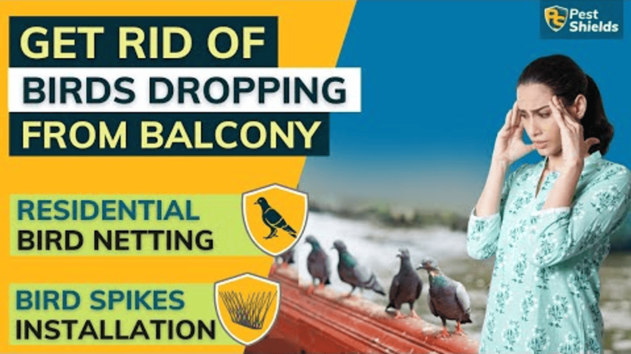 Bird Proofing – Pest Shields India Pvt Ltd