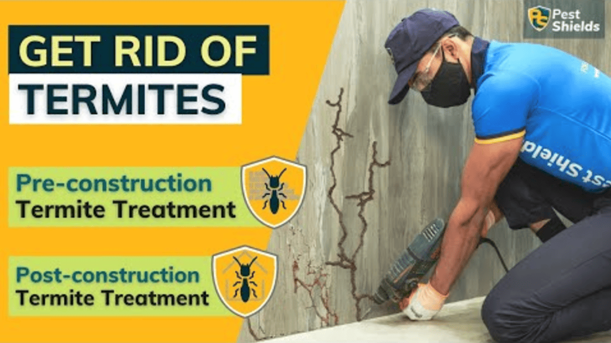 Termite Control – Pest Shields India Pvt Ltd